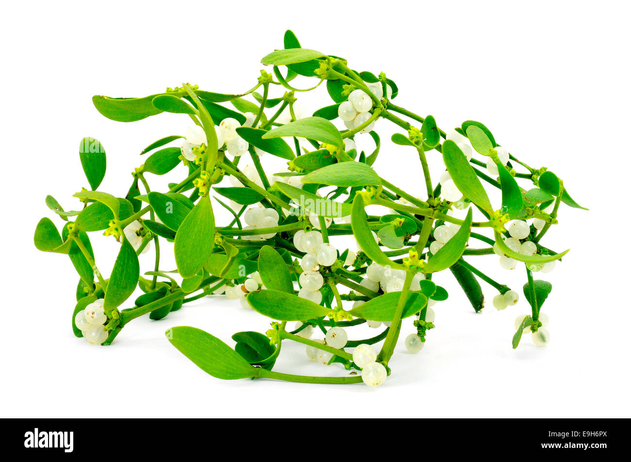 Mistletoe branch white berries hi-res stock photography and images - Alamy