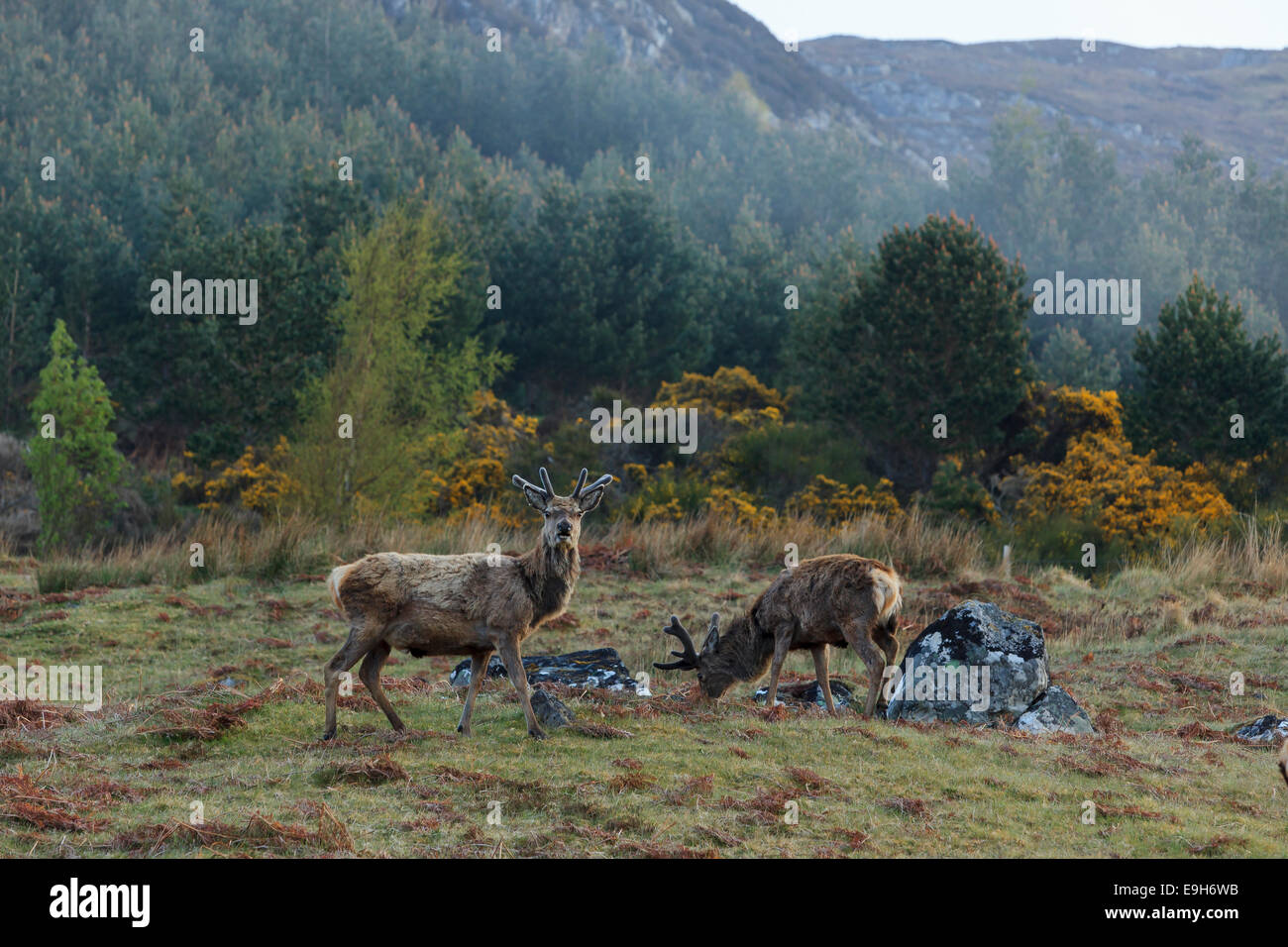 Scotland deer trees hi-res stock photography and images - Alamy