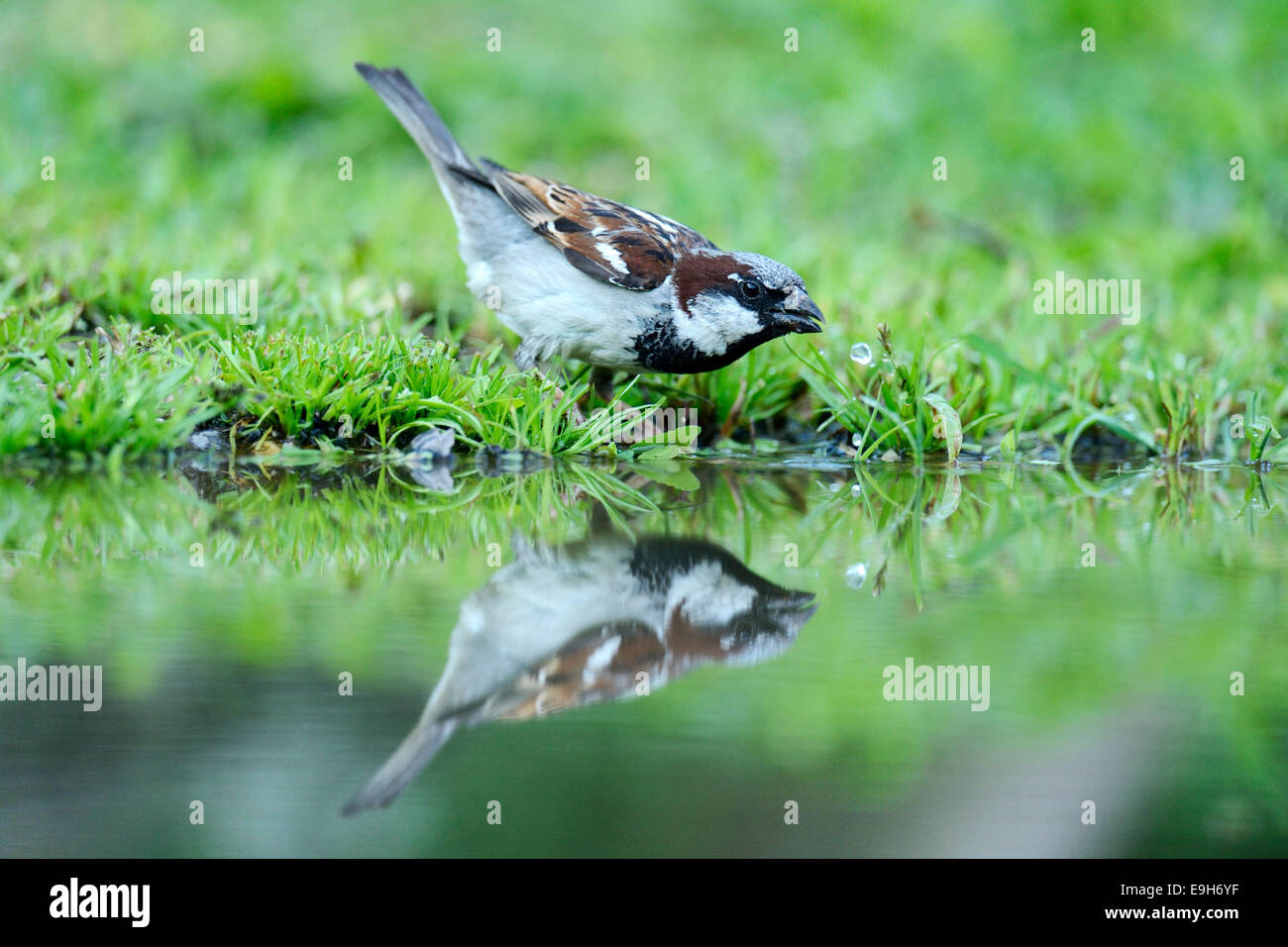 House Sparrow (Passer domesticus), drinking water, Bulgaria Stock Photo ...