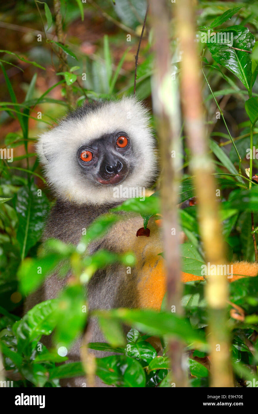 Diademed Sifaka (Propithecus diadema), Mantadia National Park ...