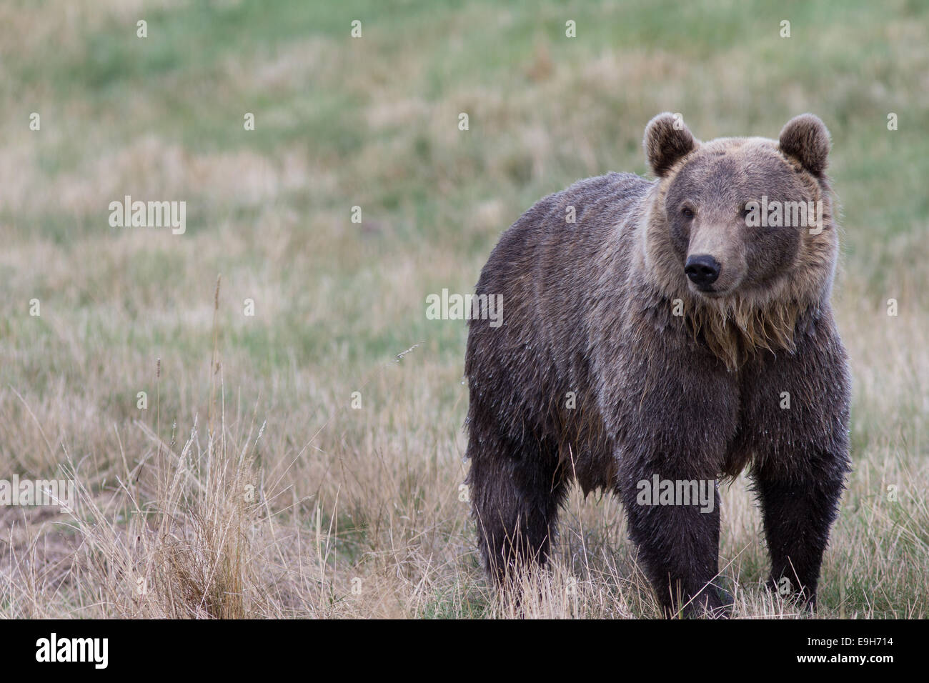 Brown Bear (Ursus arctos) in Skandinavisk Dyrepark or Scandinavian ...