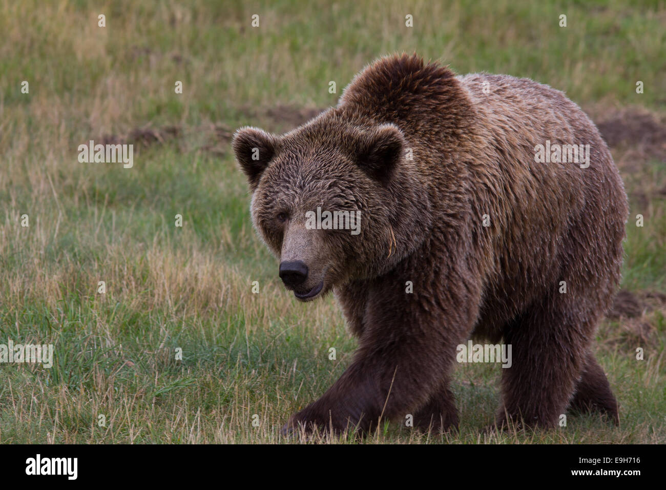 Scandinavian wildlife hi-res stock photography and images - Alamy