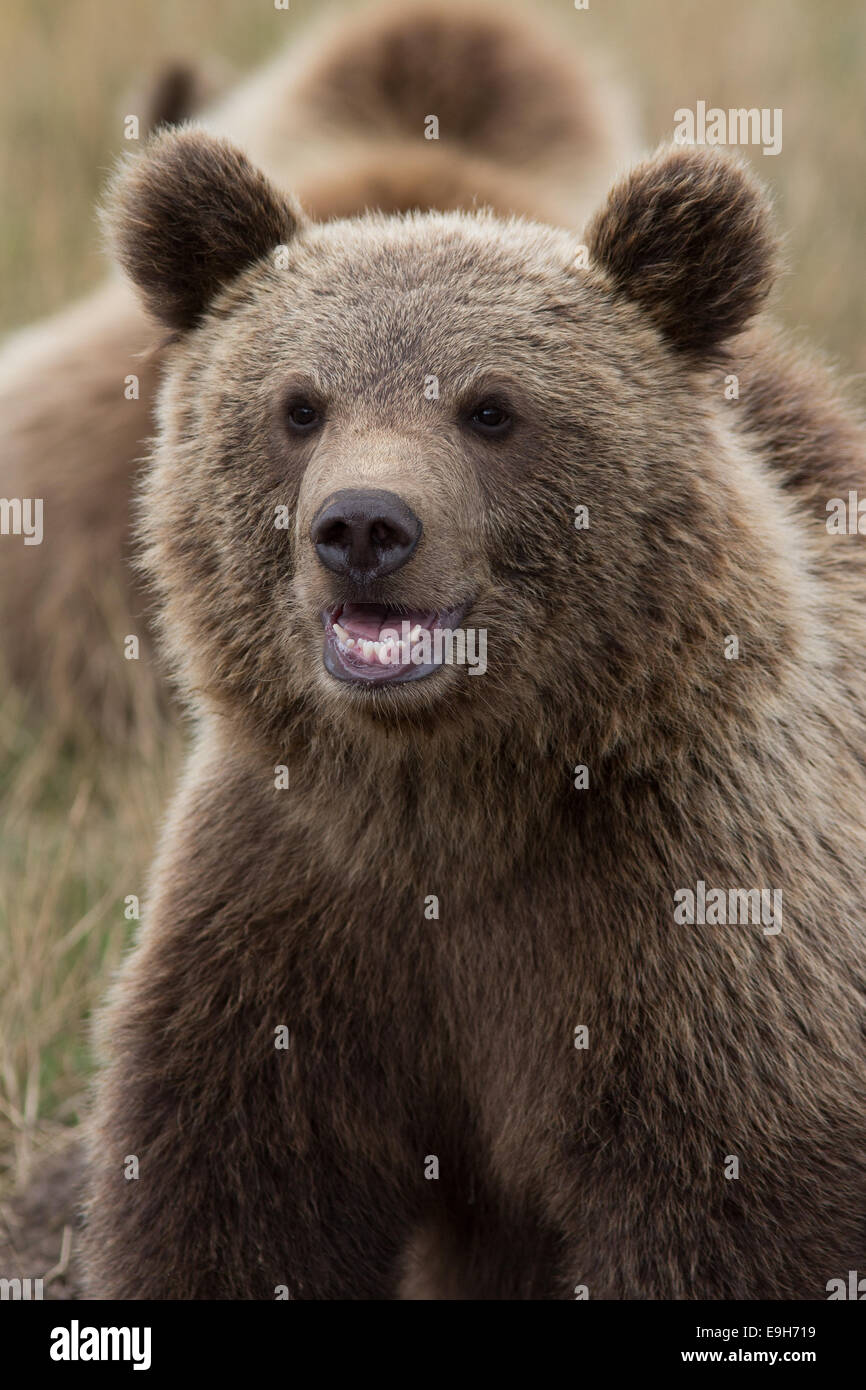 Brown Bear (Ursus arctos), cub, in Skandinavisk Dyrepark or ...