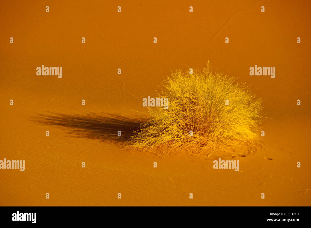 Sahara gras hi-res stock photography and images - Alamy