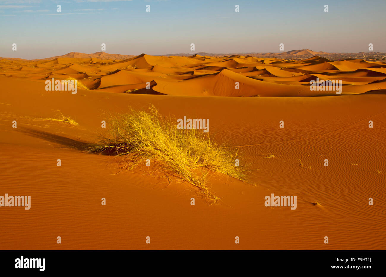 Sahara gras hi-res stock photography and images - Alamy