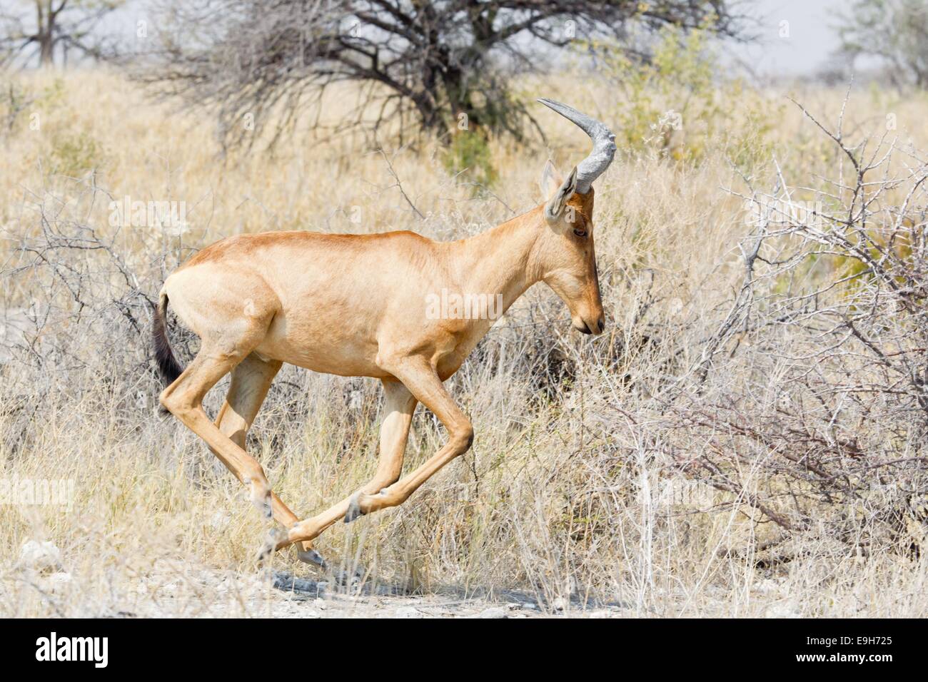 Hartebeest (Alcelaphus buselaphus), running, Etosha National Park ...