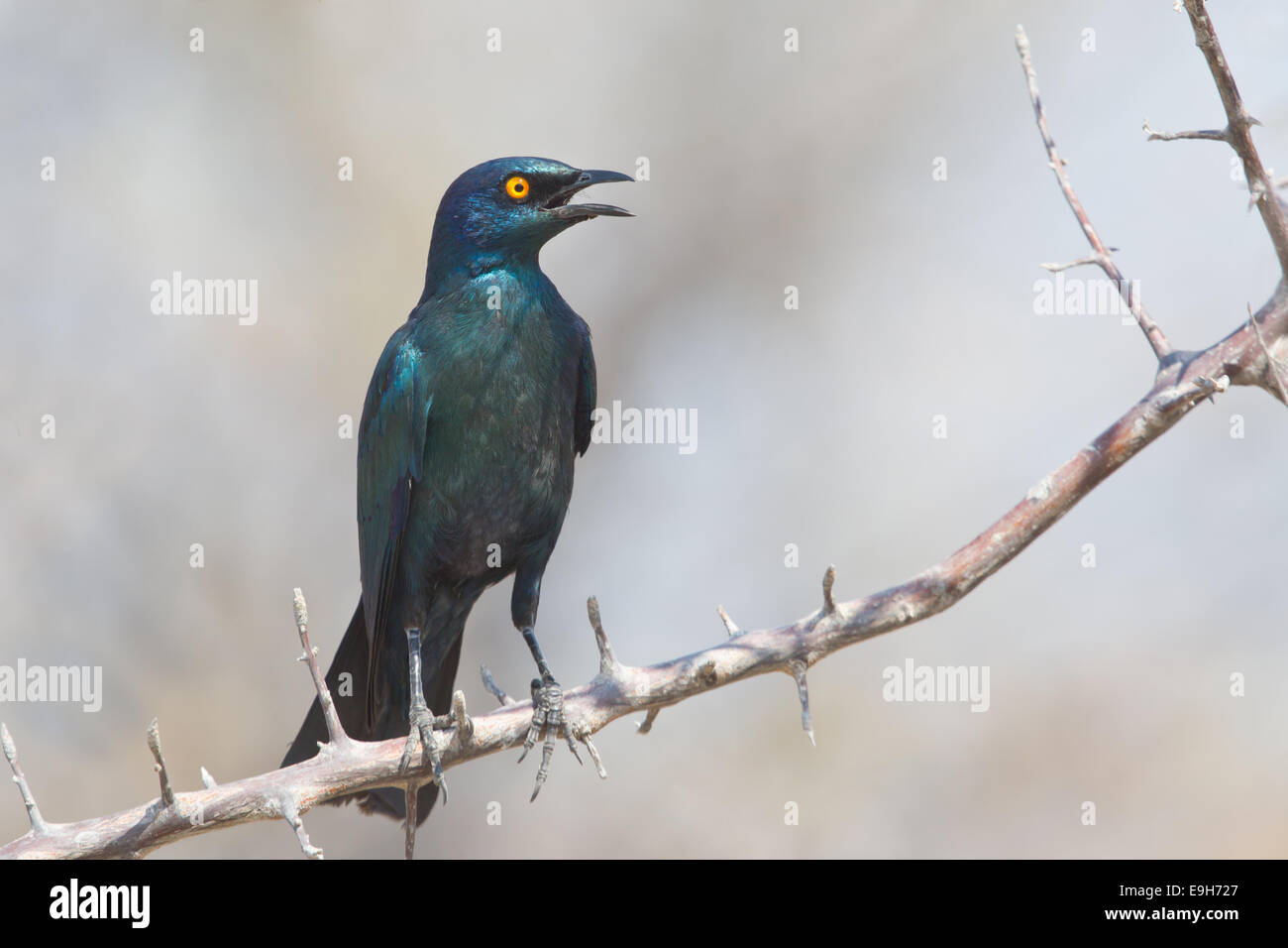 Cape Starling (Lamprotornis nitens) sitting on a twig, Etosha National ...