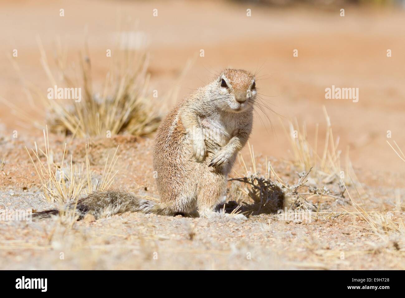 Scratches animal hi-res stock photography and images - Alamy