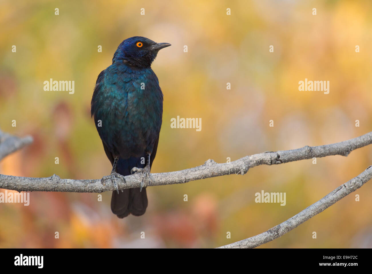 Cape Starling (Lamprotornis nitens) sitting on a twig, Etosha National ...