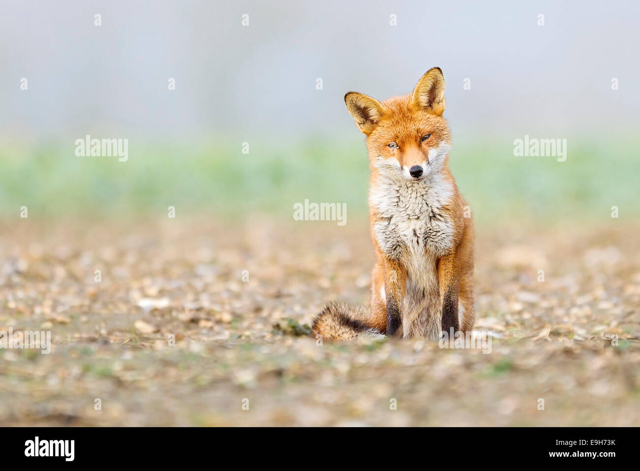 Red fox resting in snow hi-res stock photography and images - Alamy