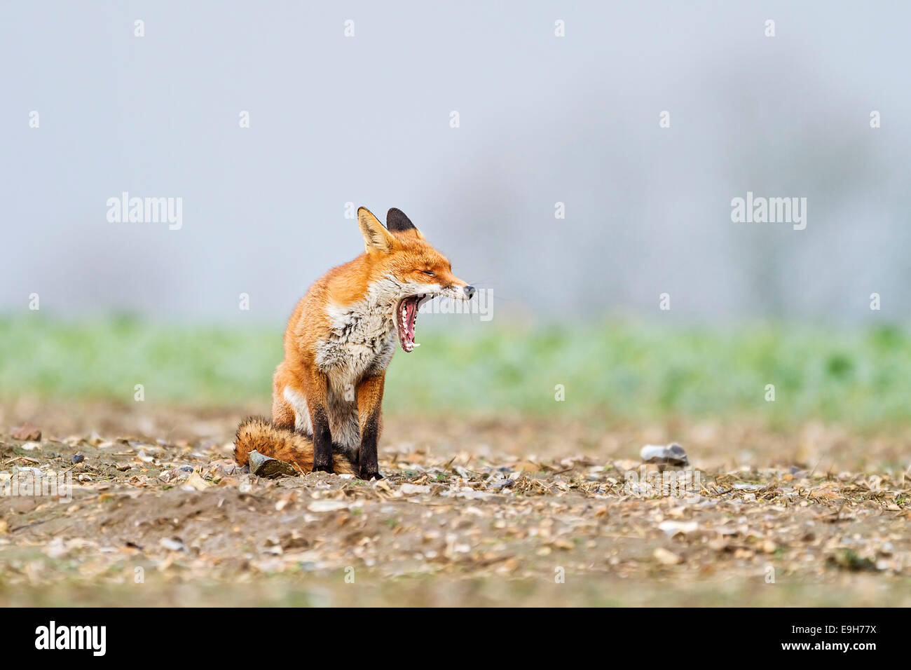 Red fox (Vulpes vulpes) resting in an arable field prior to a snow ...