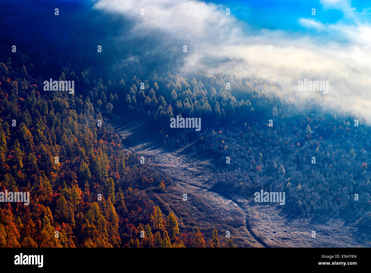 Forest covered by fog in Aershan,China Stock Photo - Alamy