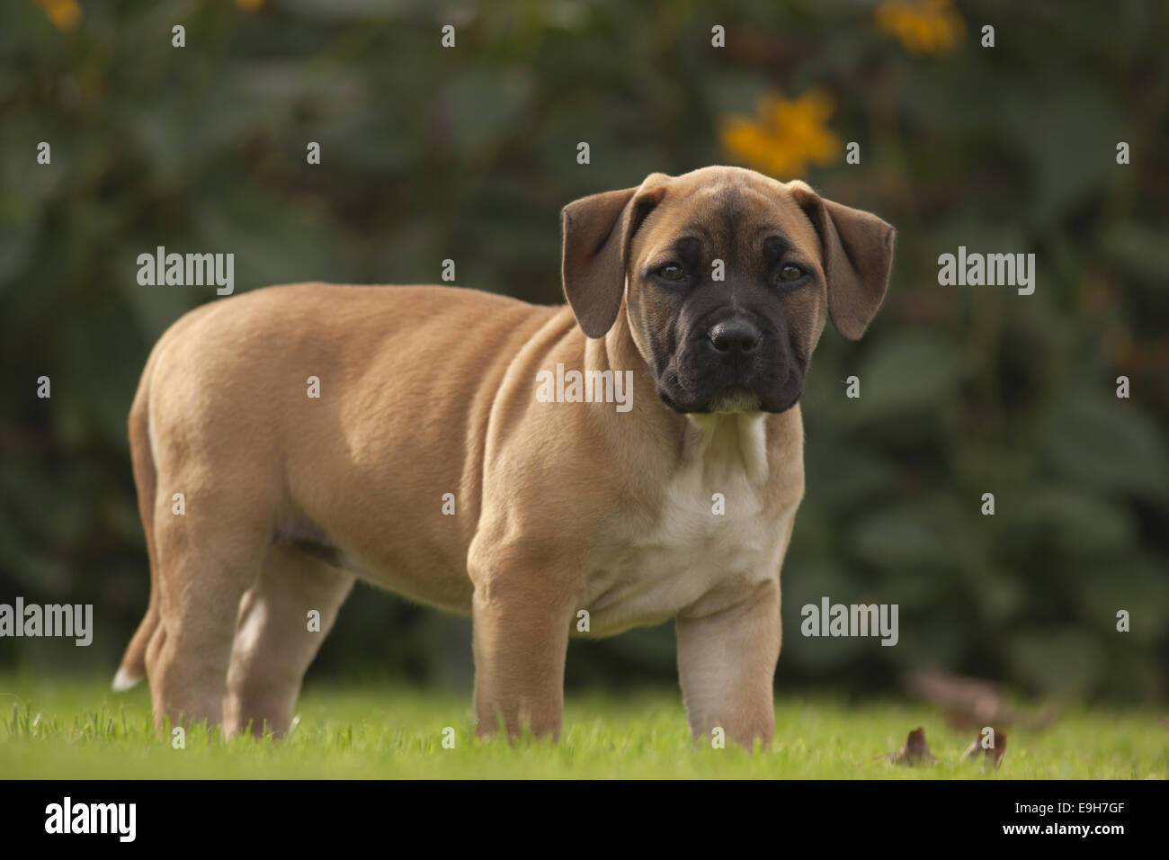 Farmers pet hi-res stock photography and images - Alamy