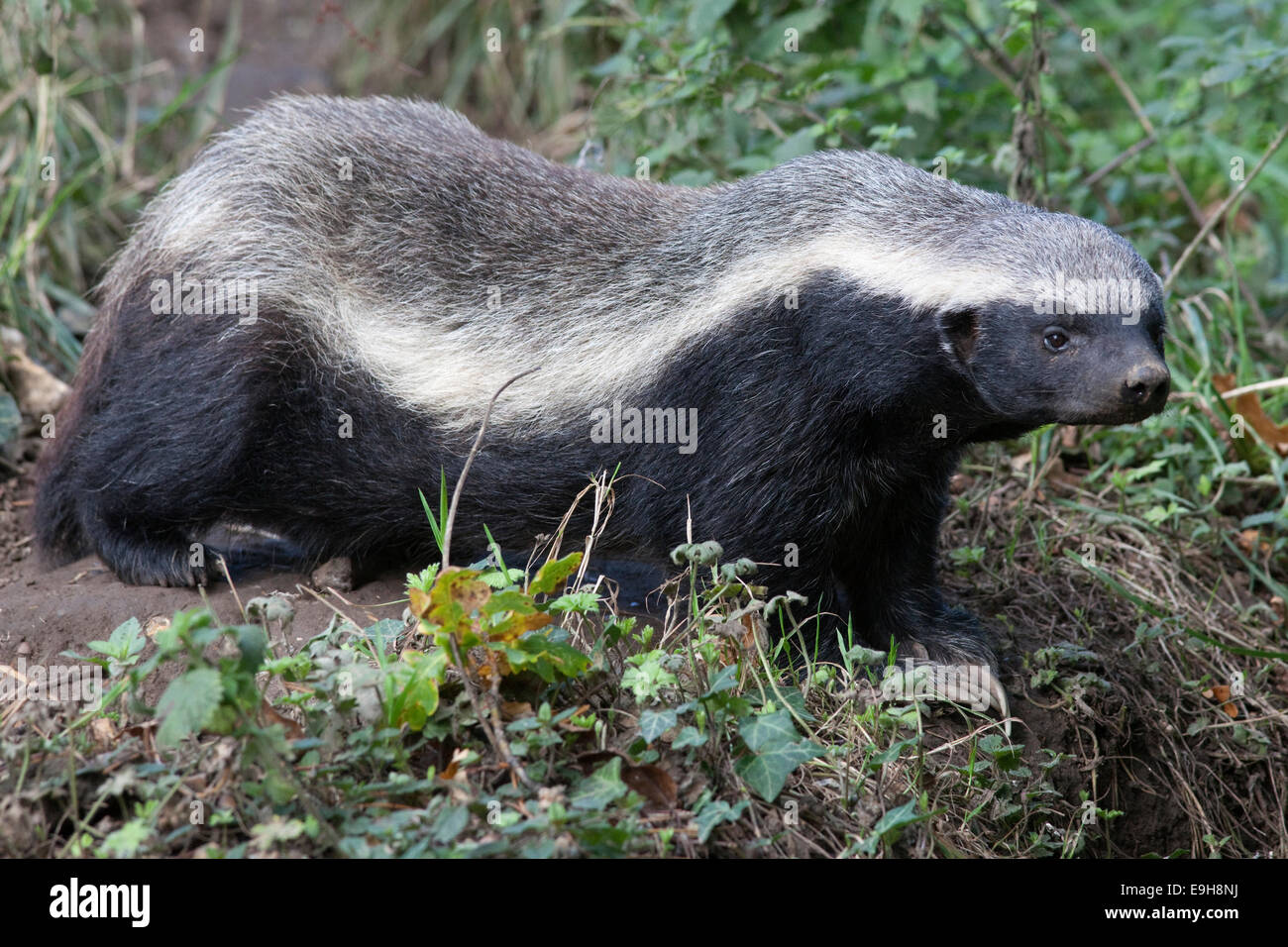 Honey Badger or ratel, Mellivora capensis, captive, native to Africa ...