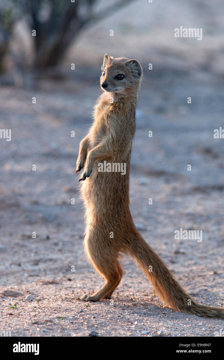 Yellow mongoose, Cynictis penicillata, Kgalagadi Transfrontier Park ...