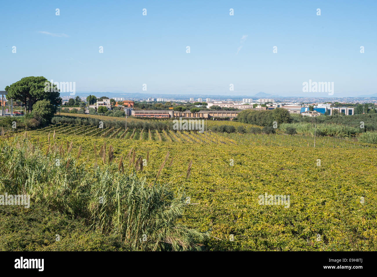Vineyard valley hi-res stock photography and images - Alamy
