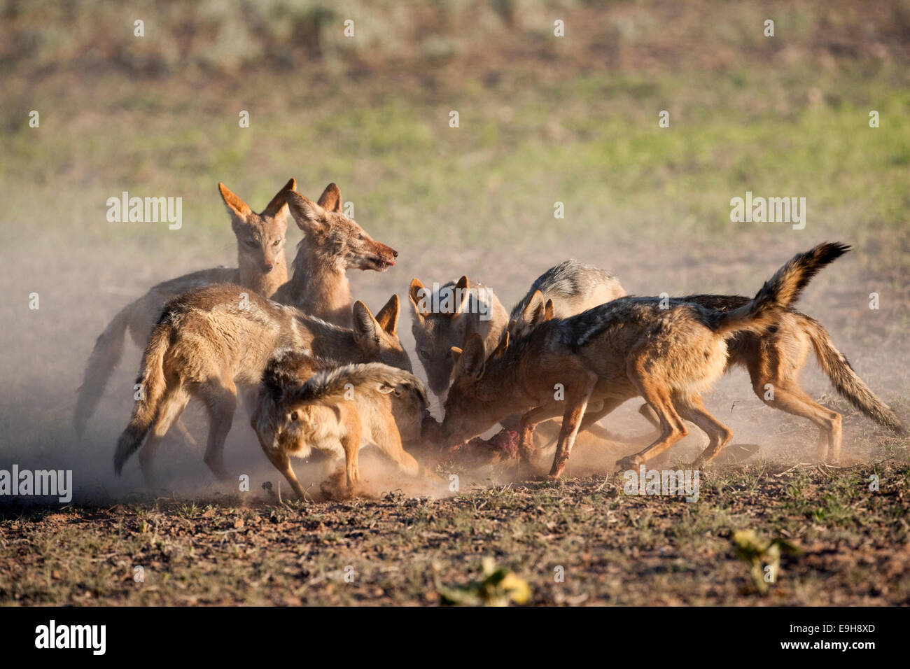Black backed jackal fighting over hi-res stock photography and images ...