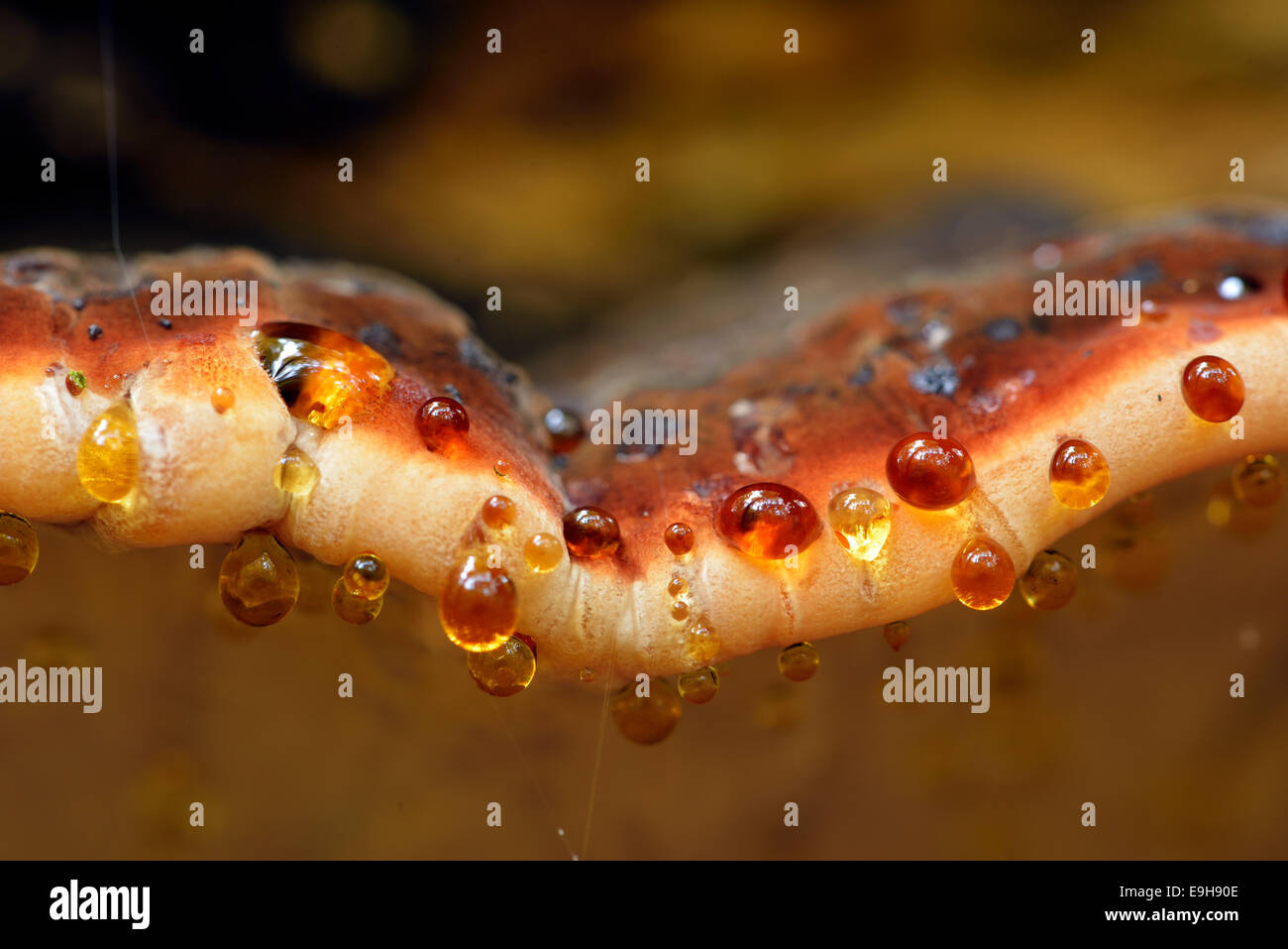 Red Banded Polypore (Fomitopsis pinicola) with drops, Saxony-Anhalt ...