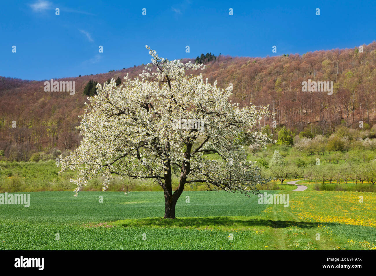 Neidlinger Valley High Resolution Stock Photography and Images - Alamy