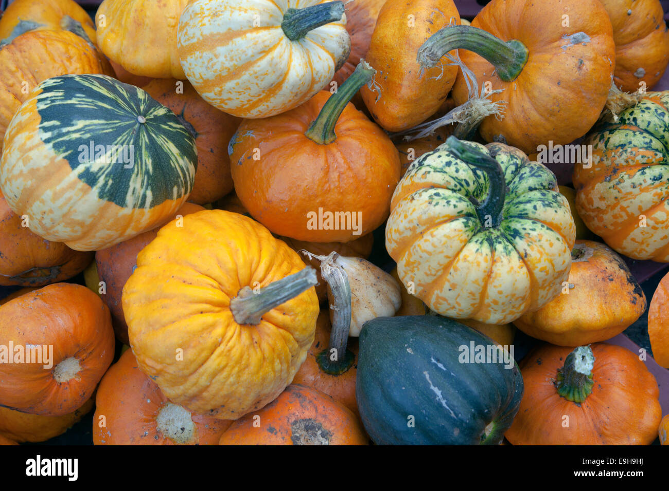 Mixed squashes on display ripe fruit in Autumn Stock Photo - Alamy
