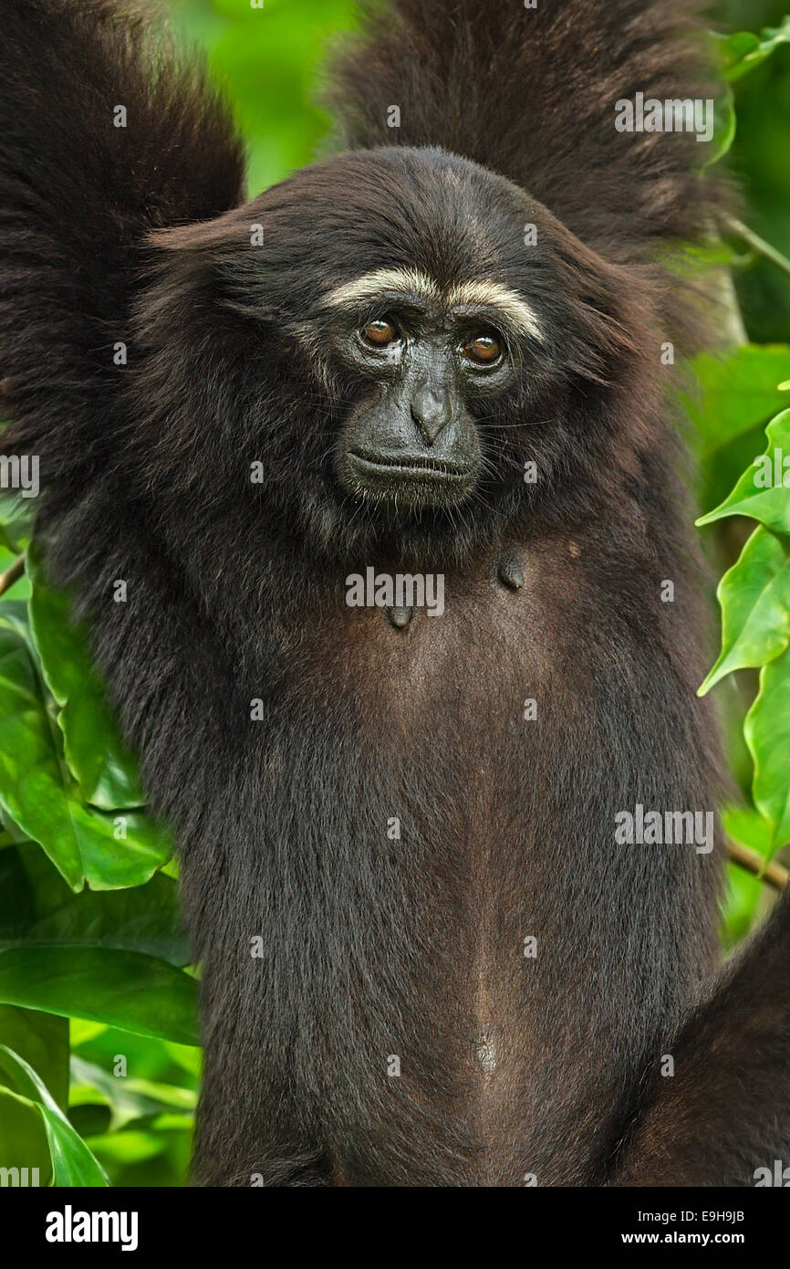Captive Agile Gibbon (Hylobates agilis) at Singapore Zoo Stock Photo ...