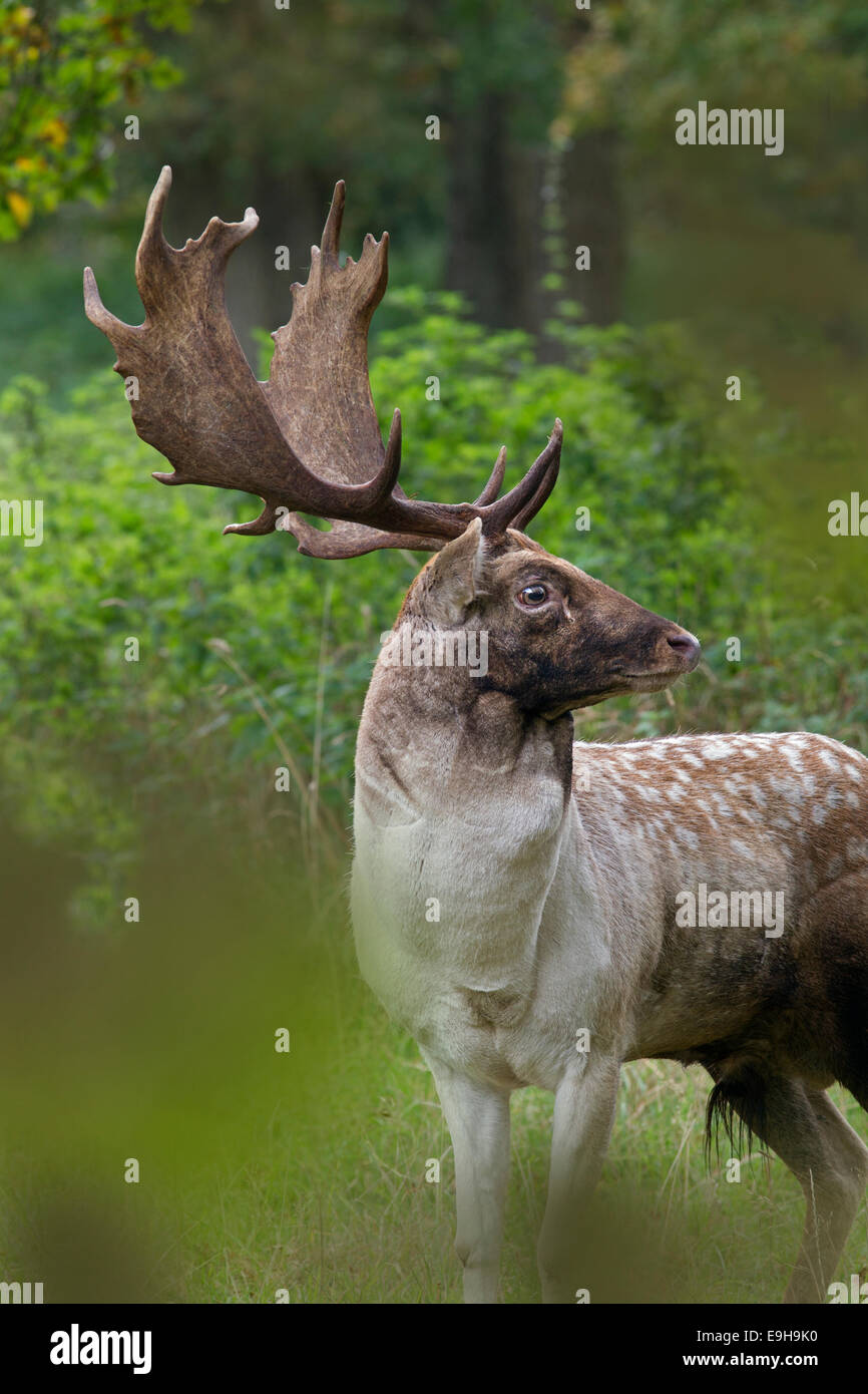 Fallow Deer Cervus dama buck in Autumn rut Stock Photo - Alamy