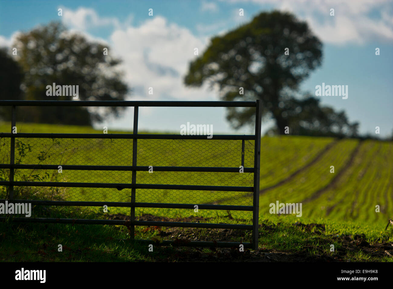 Field of crops hi-res stock photography and images - Alamy