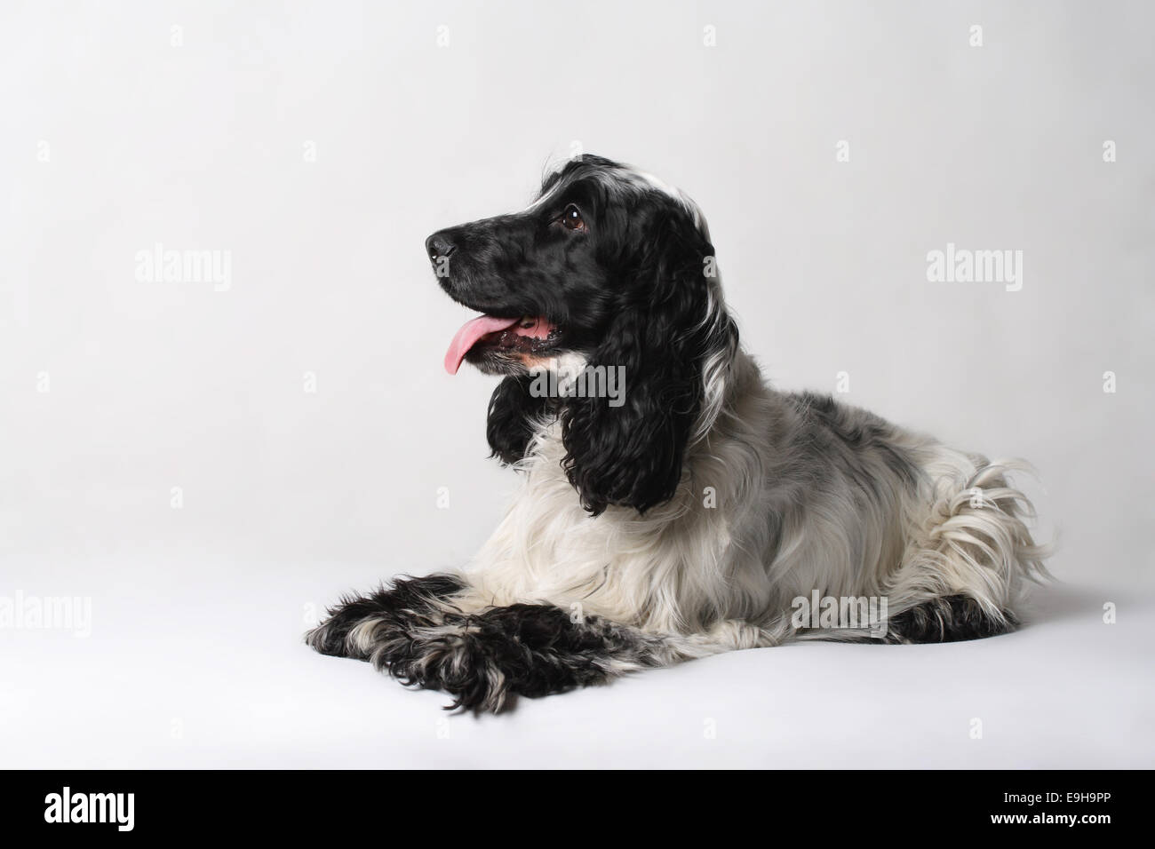 English cocker spaniel side hi-res stock photography and images - Alamy