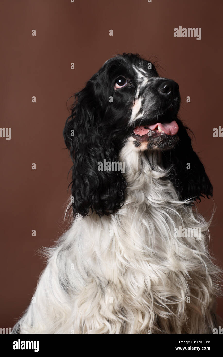 Flushing spaniels hi-res stock photography and images - Alamy