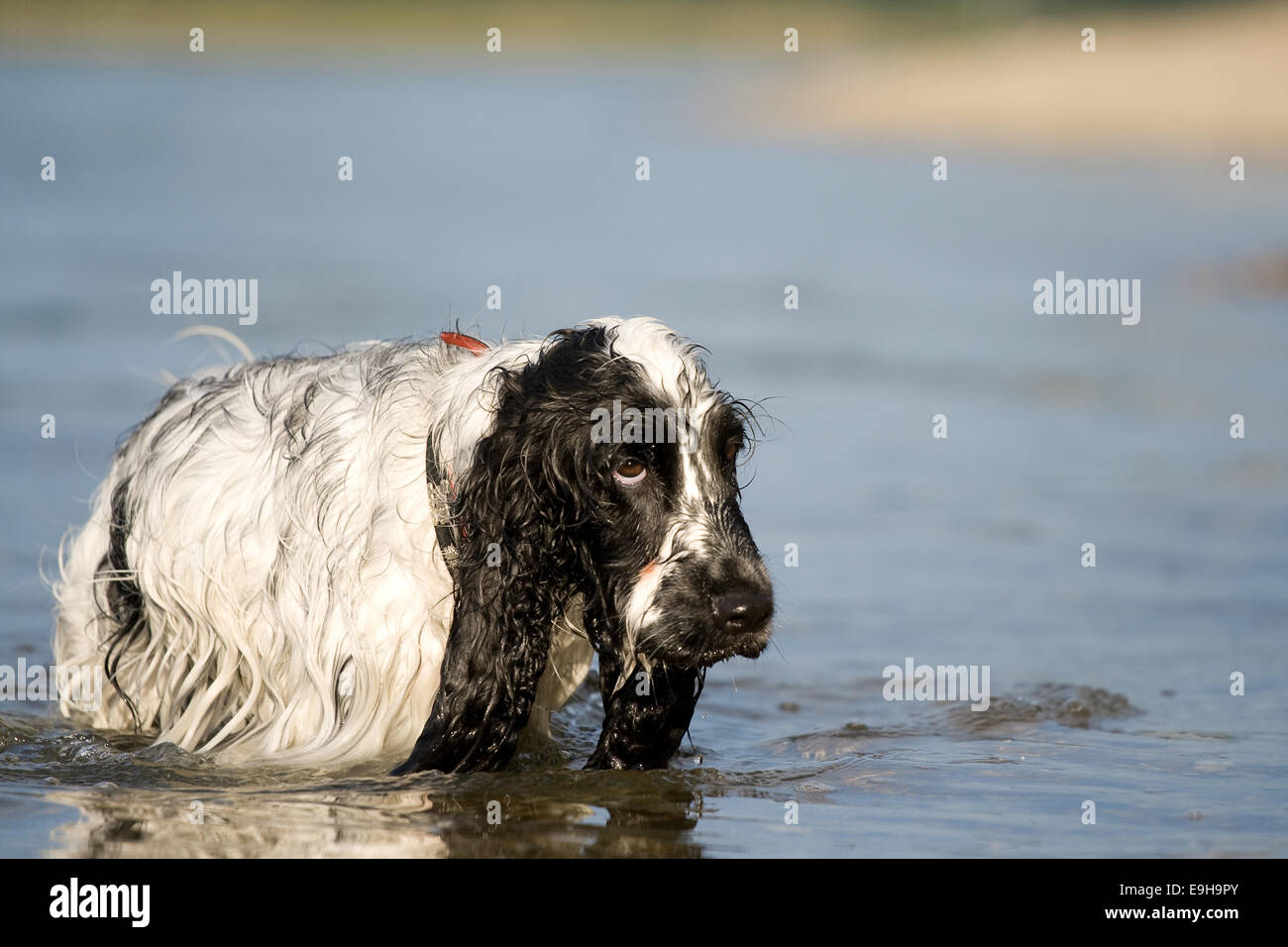 Wet black cocker spaniel hi-res stock photography and images - Alamy