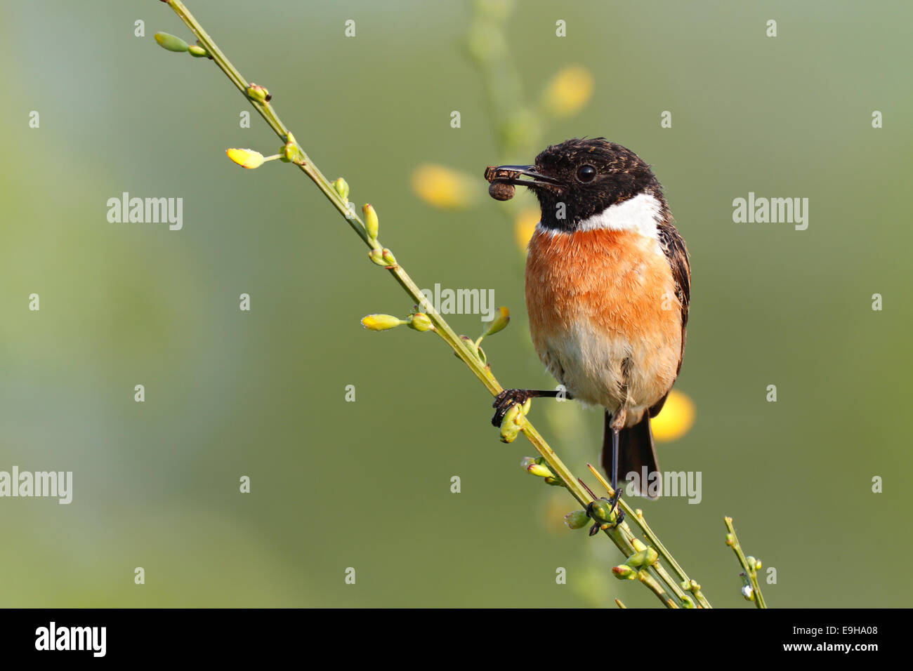 Male african stonechat hi-res stock photography and images - Alamy