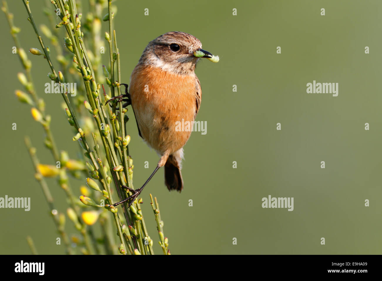 Female european stonechat hi-res stock photography and images - Alamy