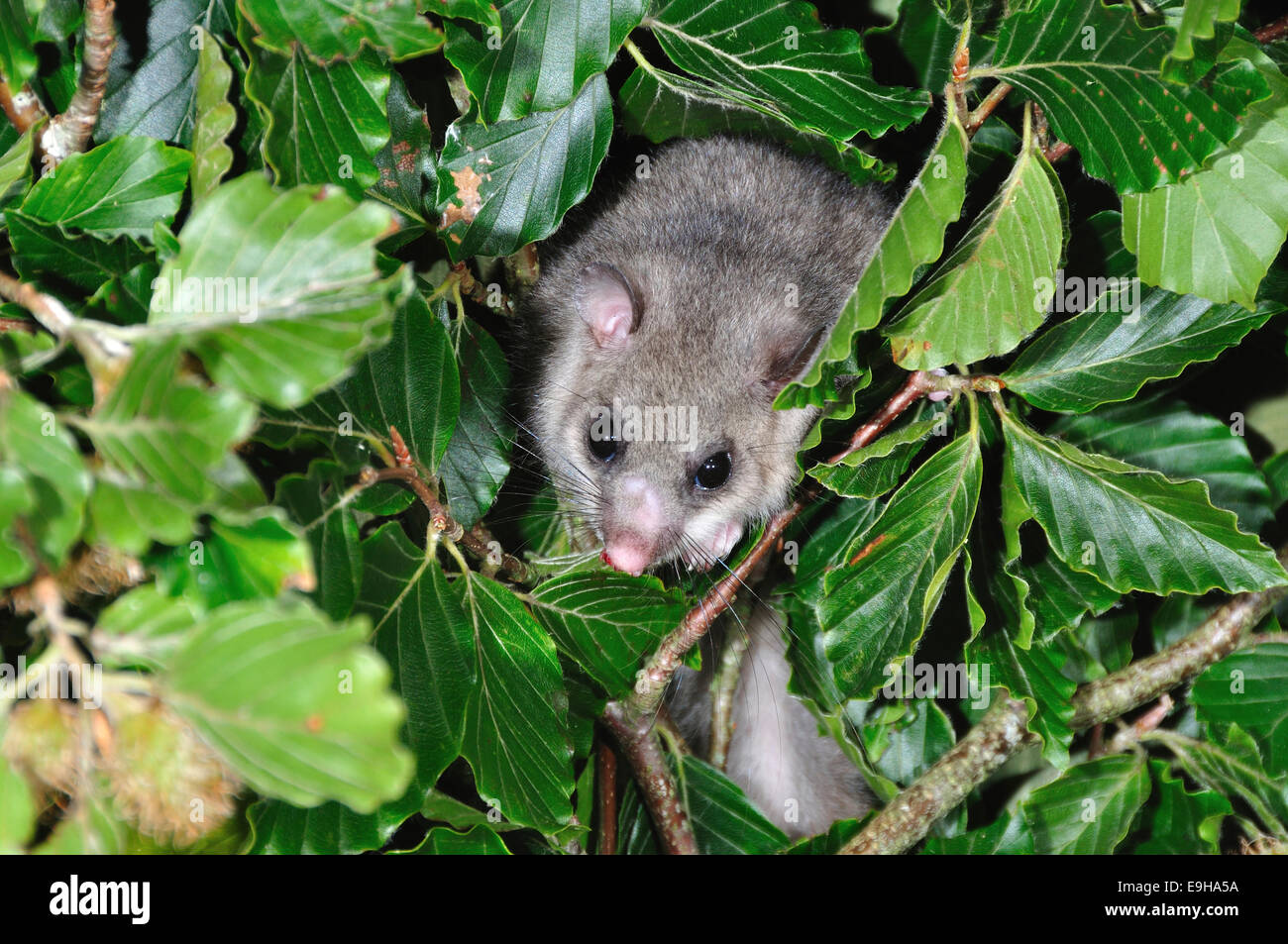 Dormouse photo hi-res stock photography and images - Alamy