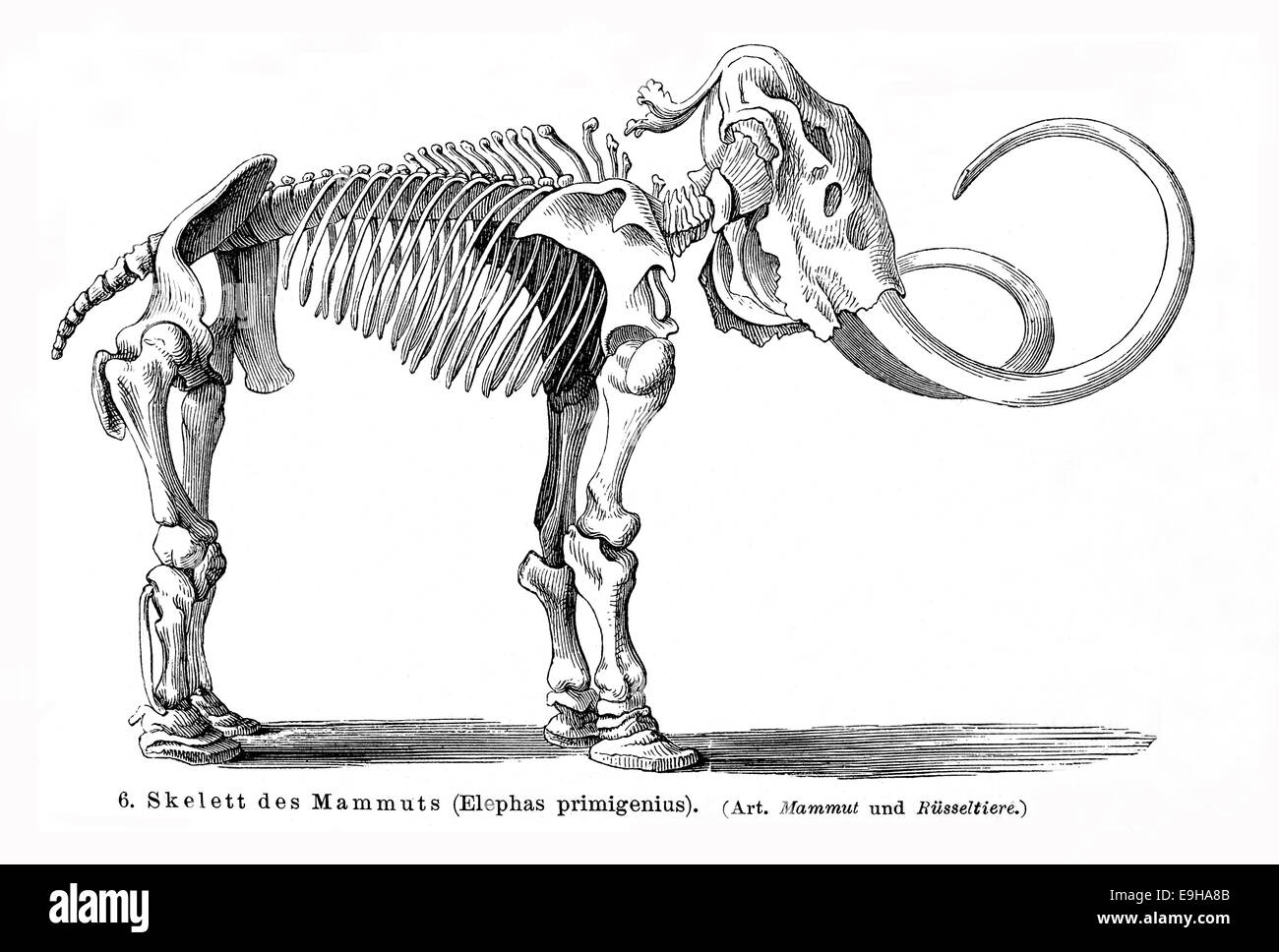 Skeleton of a Mammoth (Elephas primigenius), Meyers Encyclopedia 1897 ...