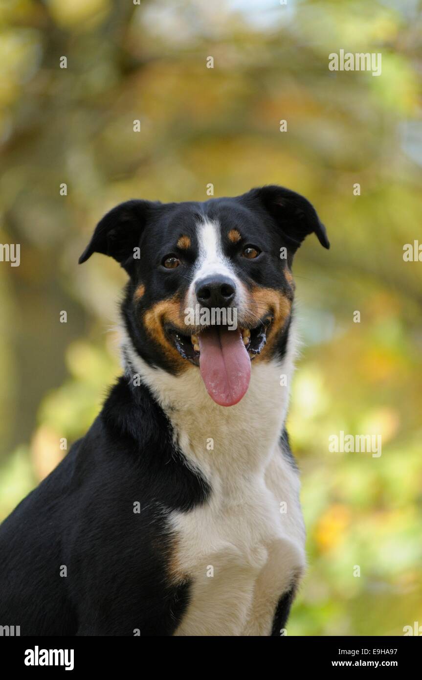 Sennenhund hi-res stock photography and images - Alamy