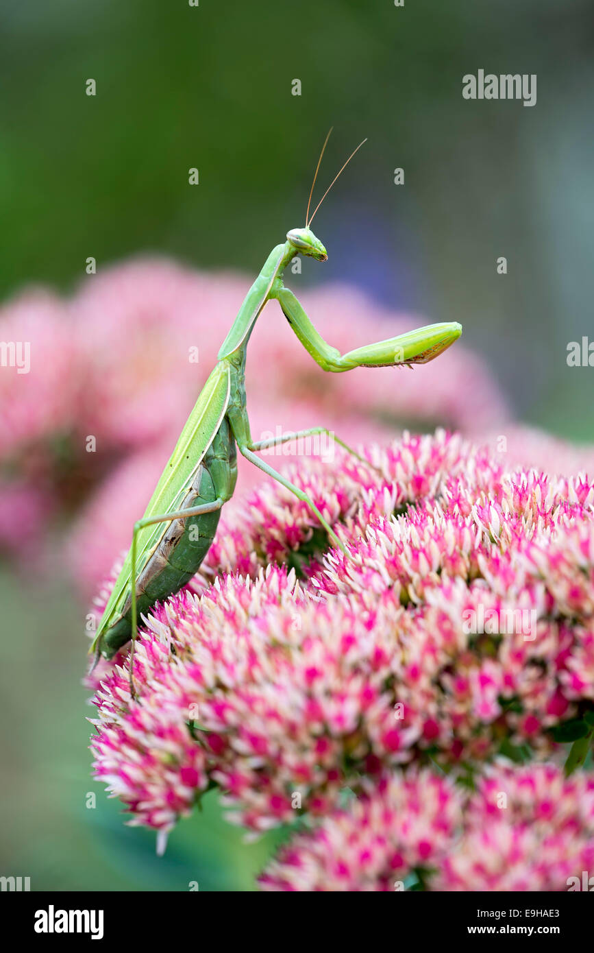 Praying Mantis (Mantis religiosa), Burgenland, Austria Stock Photo - Alamy