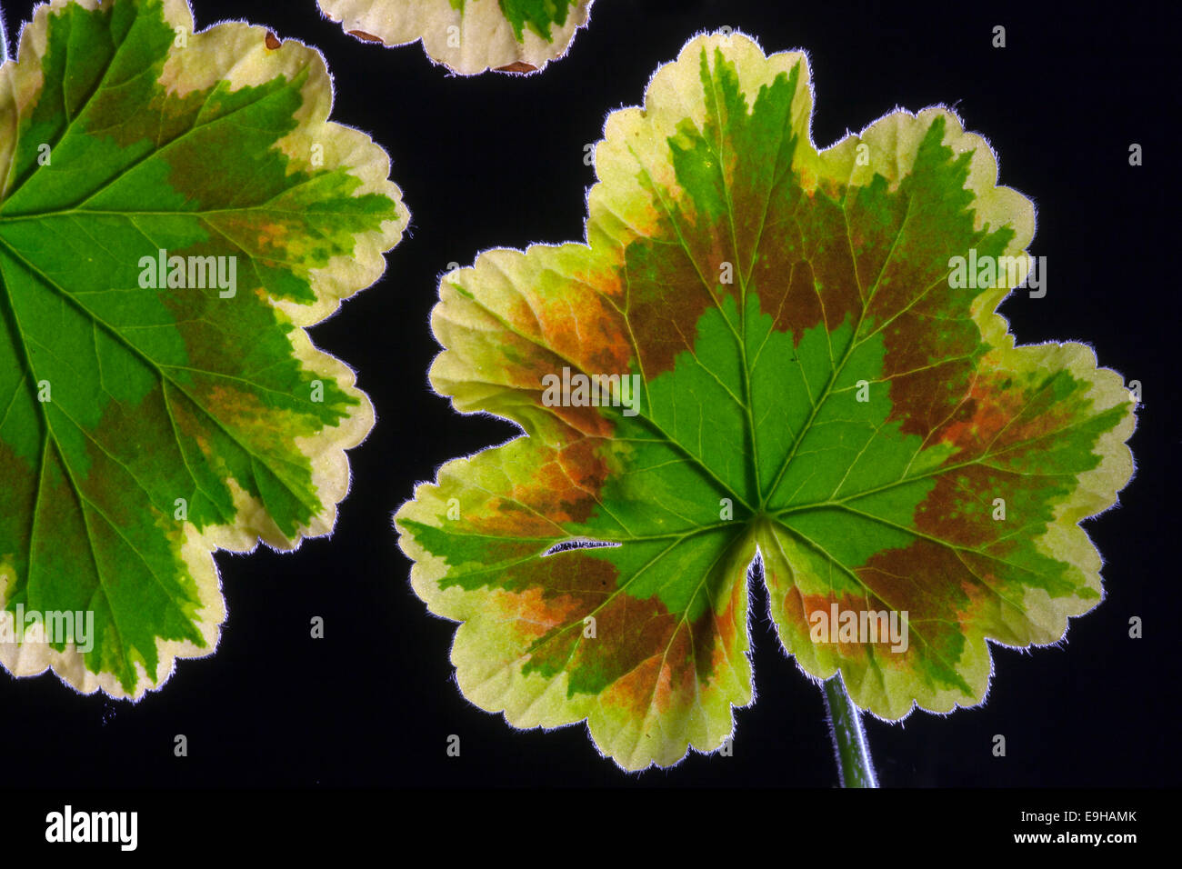 Variegated leaf geranium hi-res stock photography and images - Alamy
