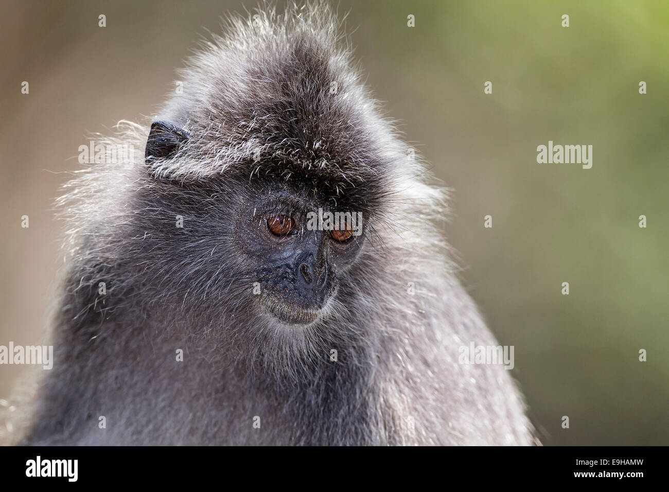 Silvery Lutung (Trachypithecus cristatus) also known as Silvery Langur ...