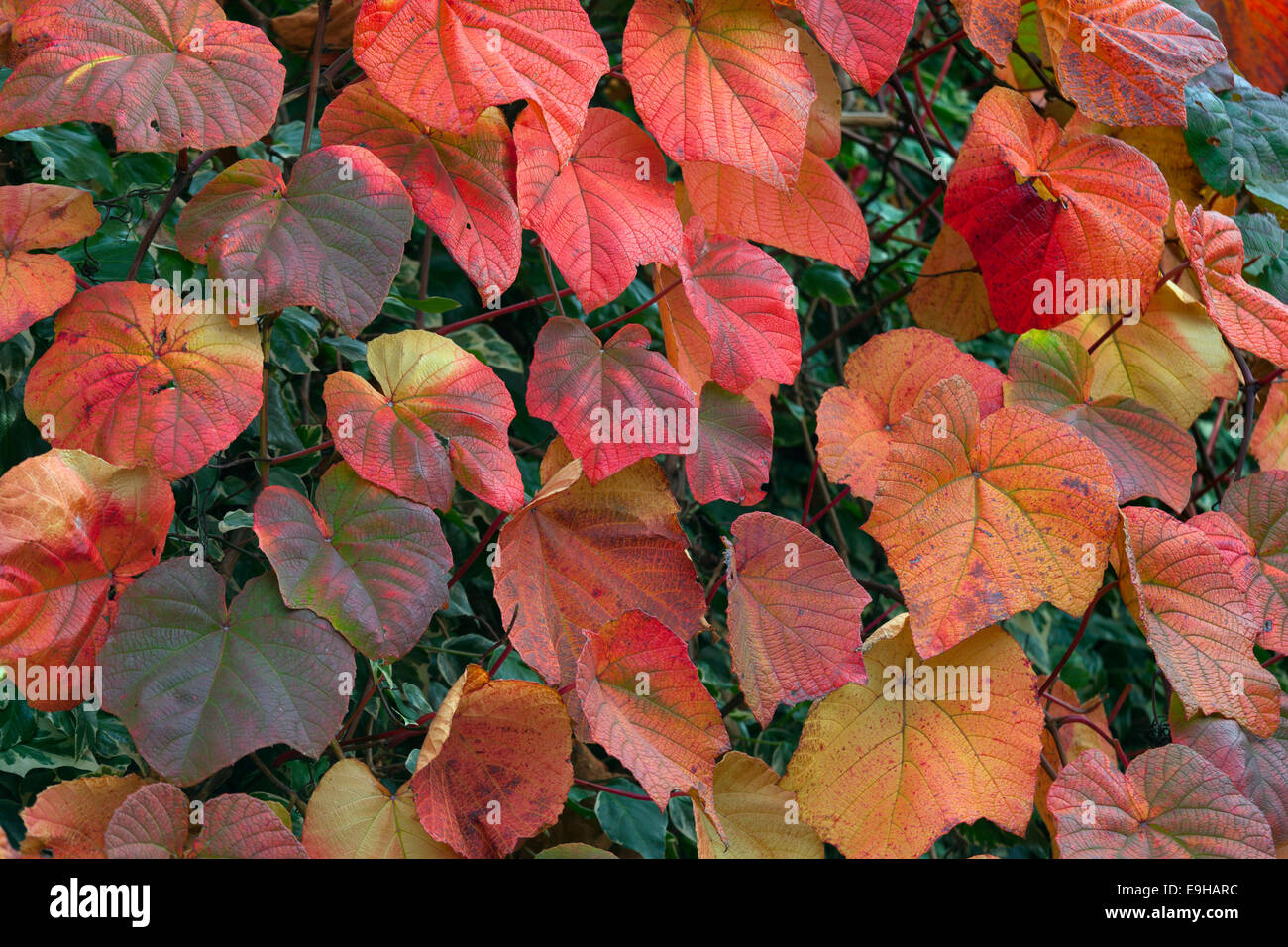 Vitis coignetiae hi-res stock photography and images - Alamy