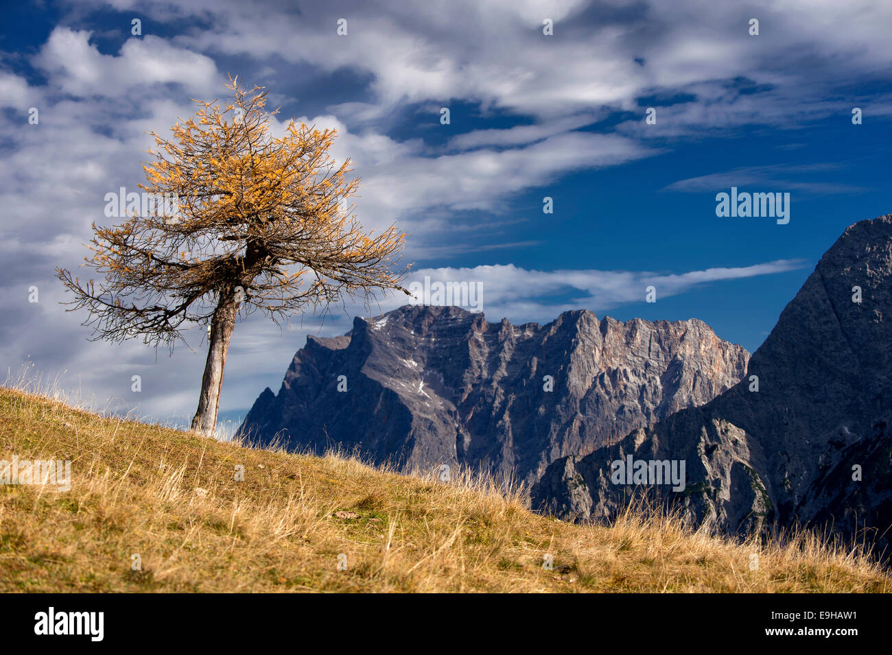 Autumnal yellow larch (Larix), behind Mt. Zugspitze, Ehrwald, Tyrol ...