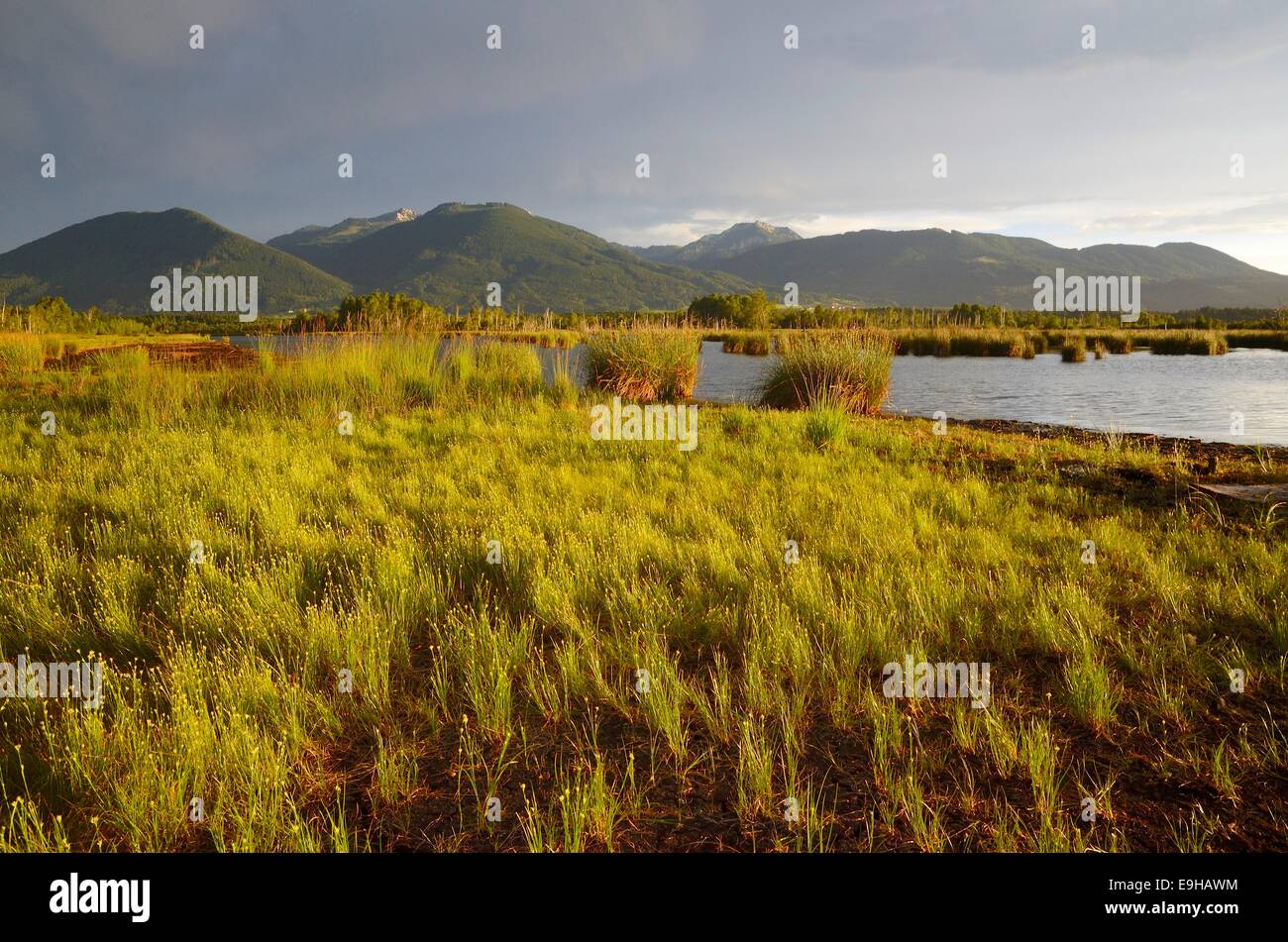Rehabilitated peat mining area with Common Club-rush (Schoenoplectus ...