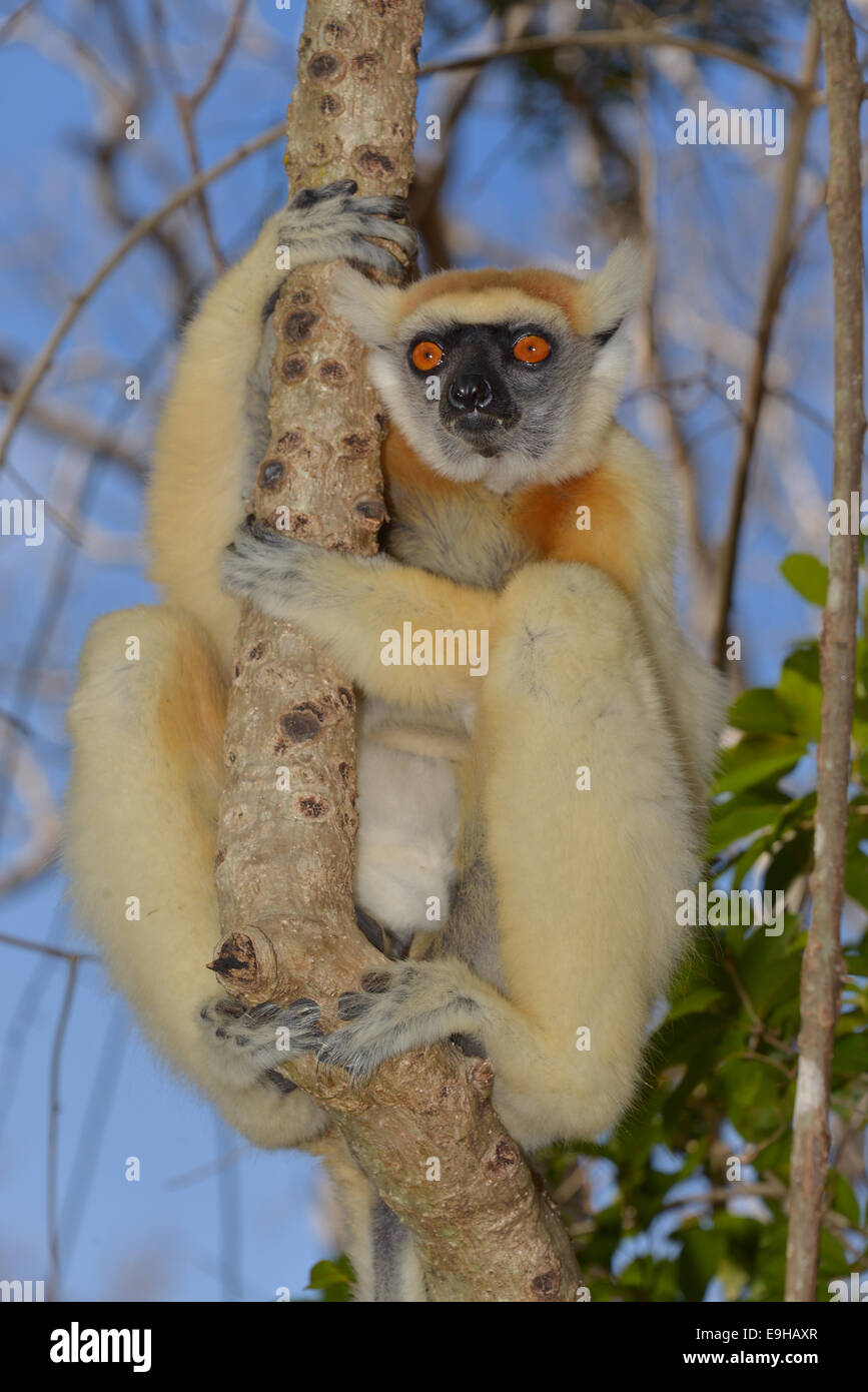 Golden-crowned sifaka(Propithecus tattersalli), Daraina Nature Reserve ...