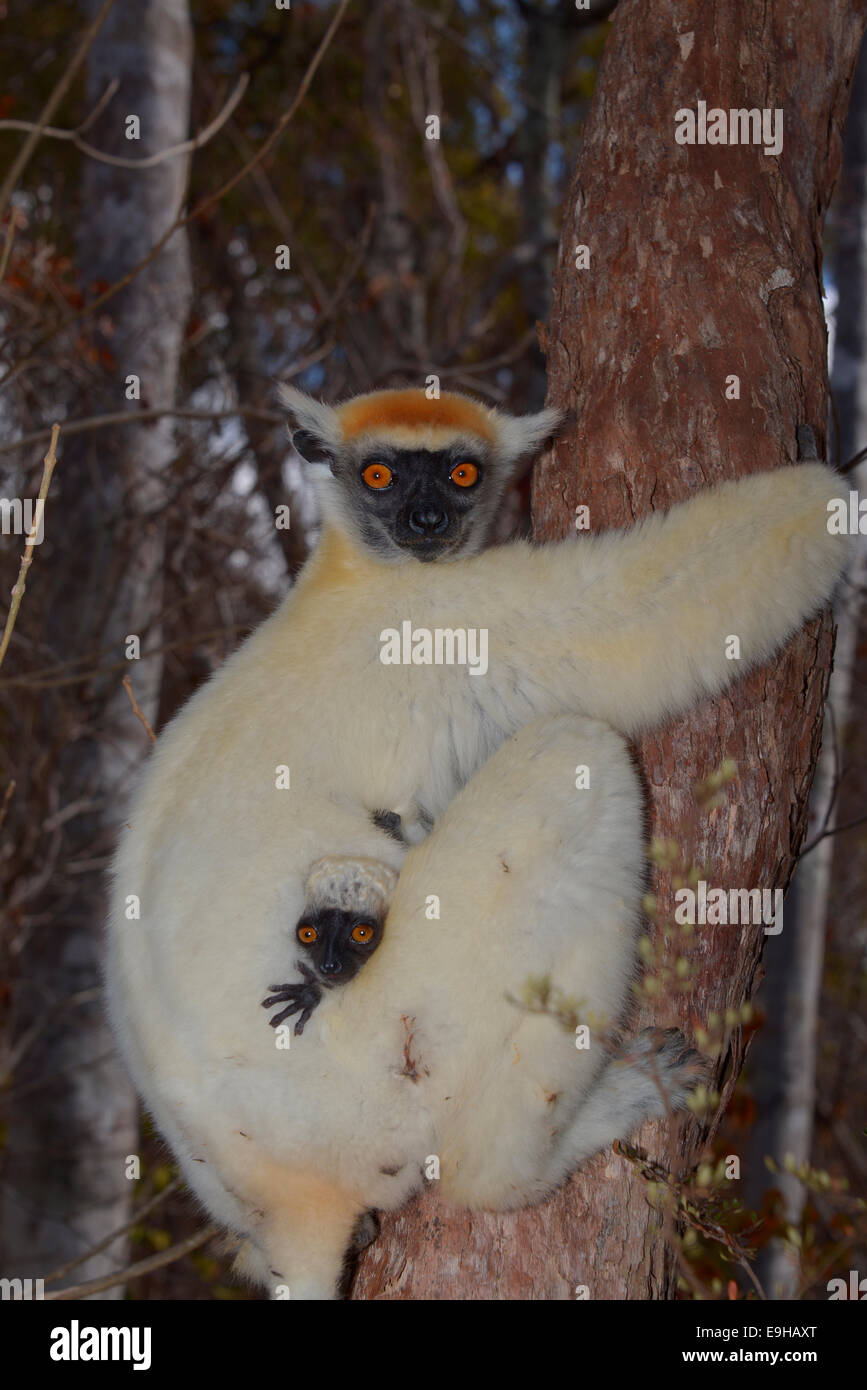 Golden-crowned sifaka (Propithecus tattersalli), adult with young ...