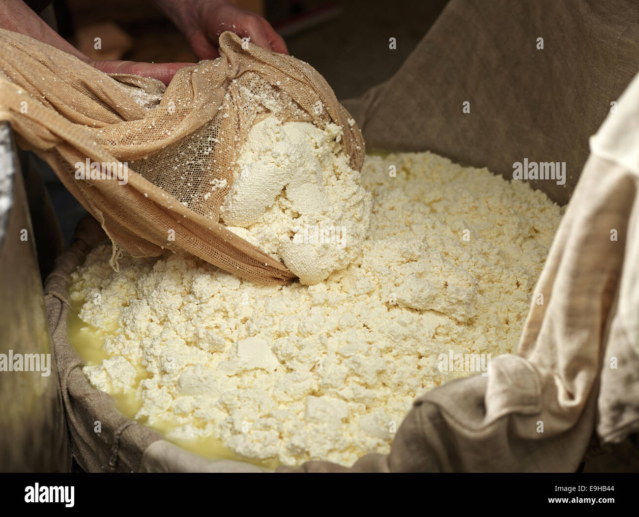 Dairyman making grey cheese, lifting and pressing the curd with a ...