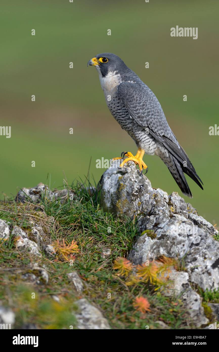 Peregrine Falcon (Falco peregrinus), Swabian Alb, Baden-Wuerttemberg ...