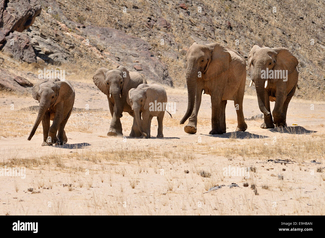 Group of the rare Namibian Desert Elephant (Loxodonta africana), Hoanib ...