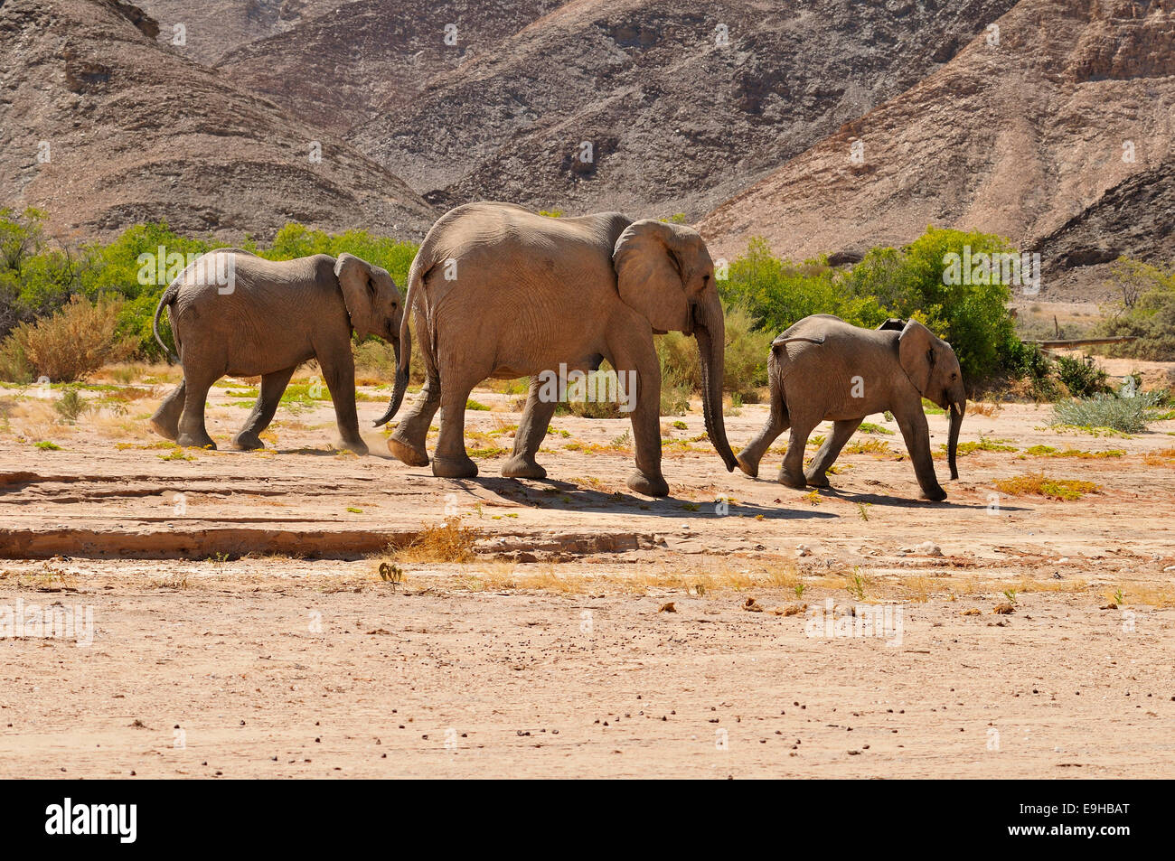 Group of the rare Namibian Desert Elephant (Loxodonta africana), Hoanib ...