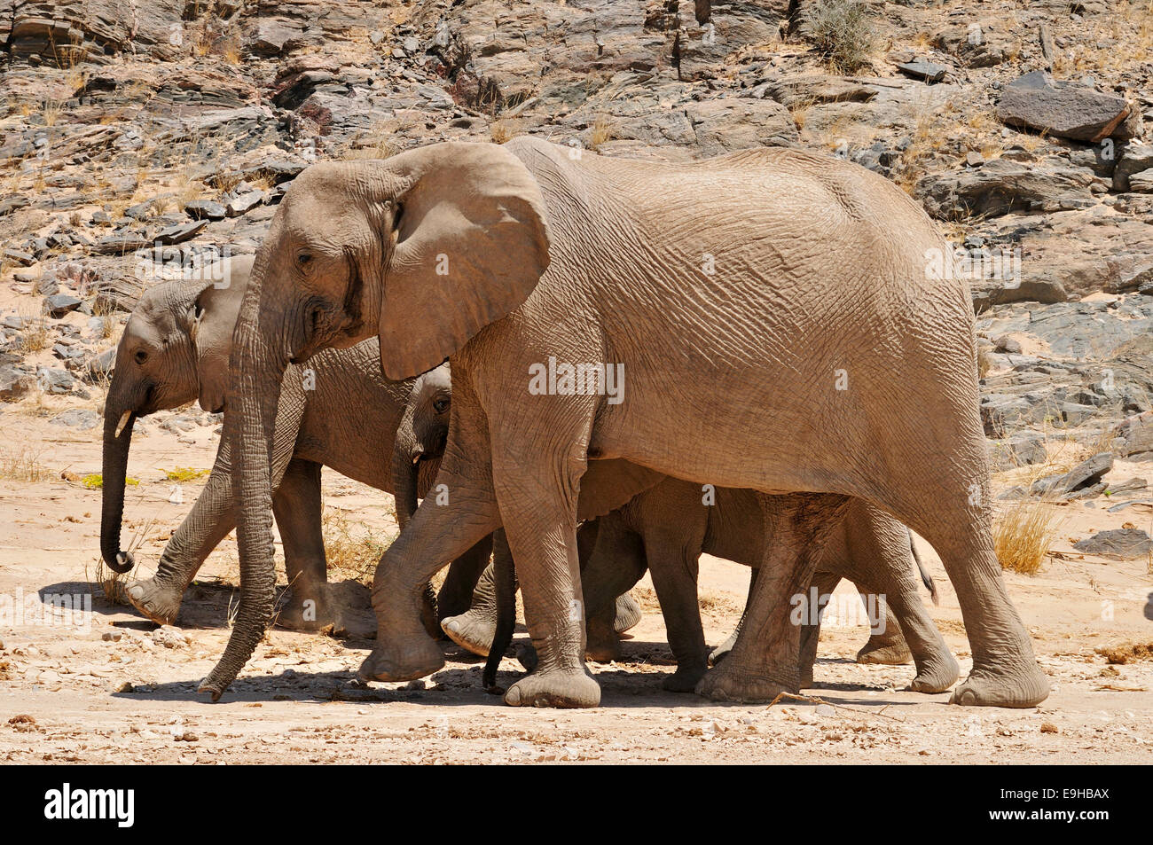 Group of the rare Namibian Desert Elephant (Loxodonta africana), Hoanib ...