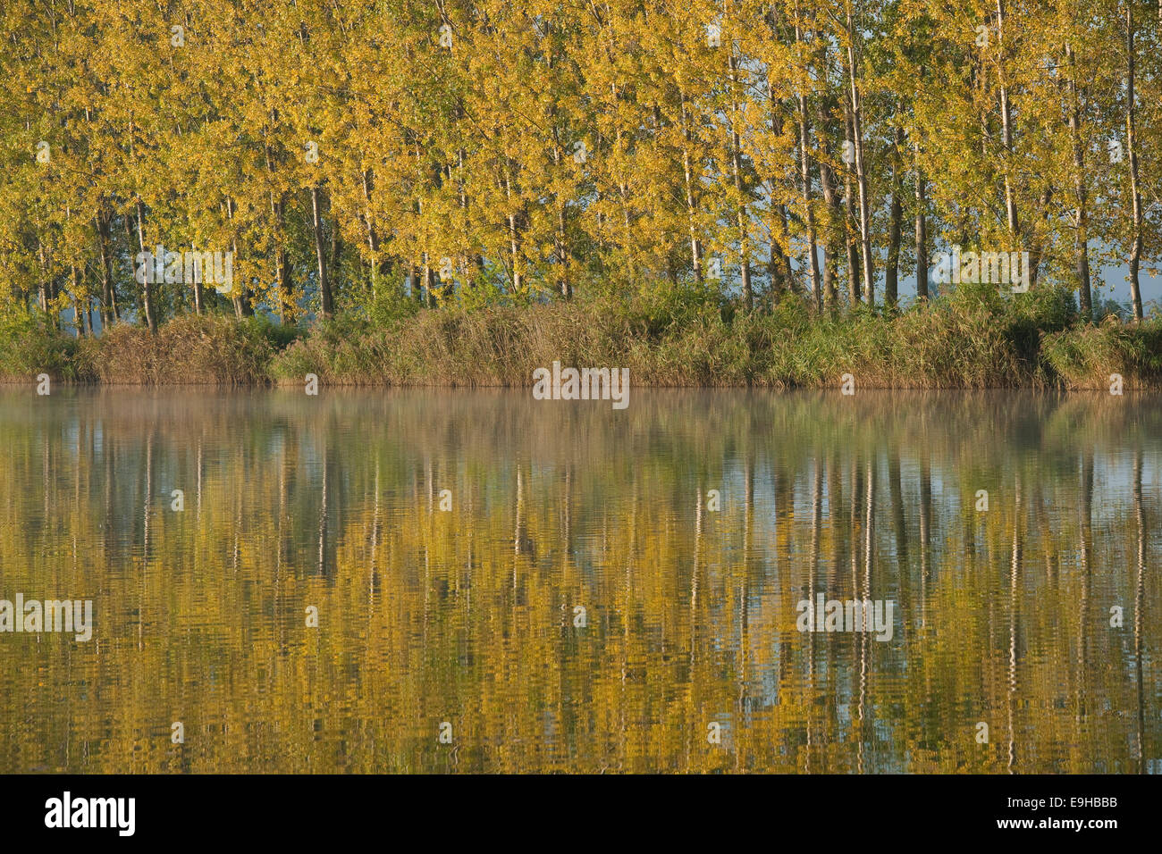 Populus sp hi-res stock photography and images - Alamy