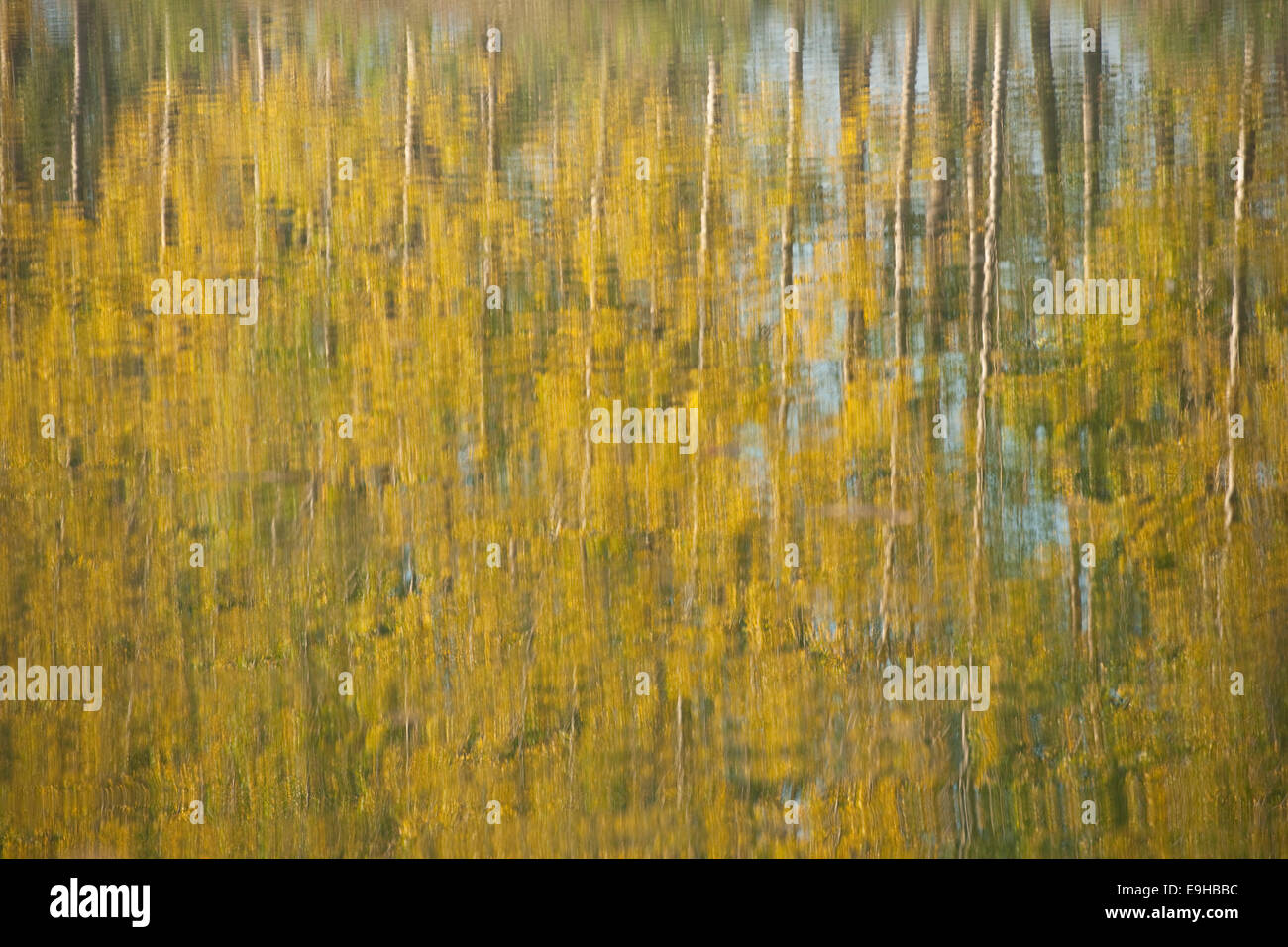 Populus sp hi-res stock photography and images - Alamy
